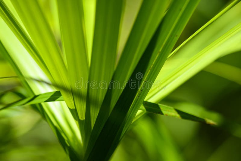 Green Leaf of Cyperaceae Family Stock Image - Image of herb, jungle ...