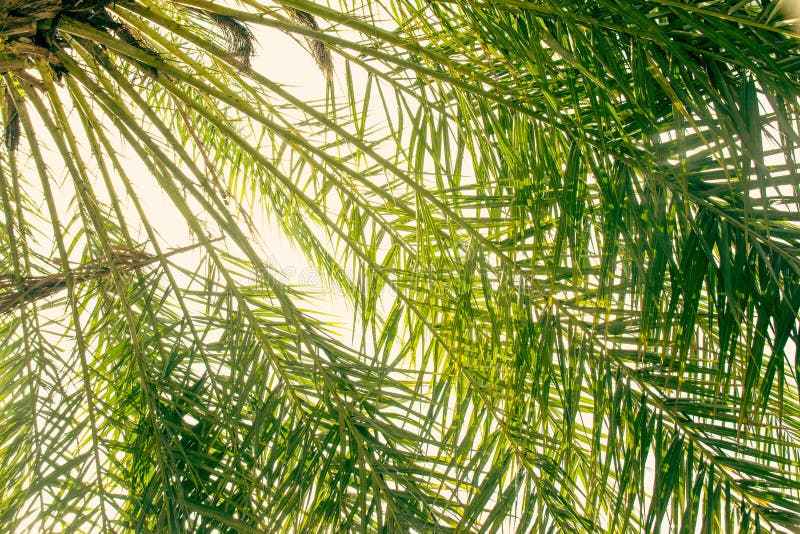 Green Leaf Date Palm Nature Abstract Texture Background Stock Photo ...
