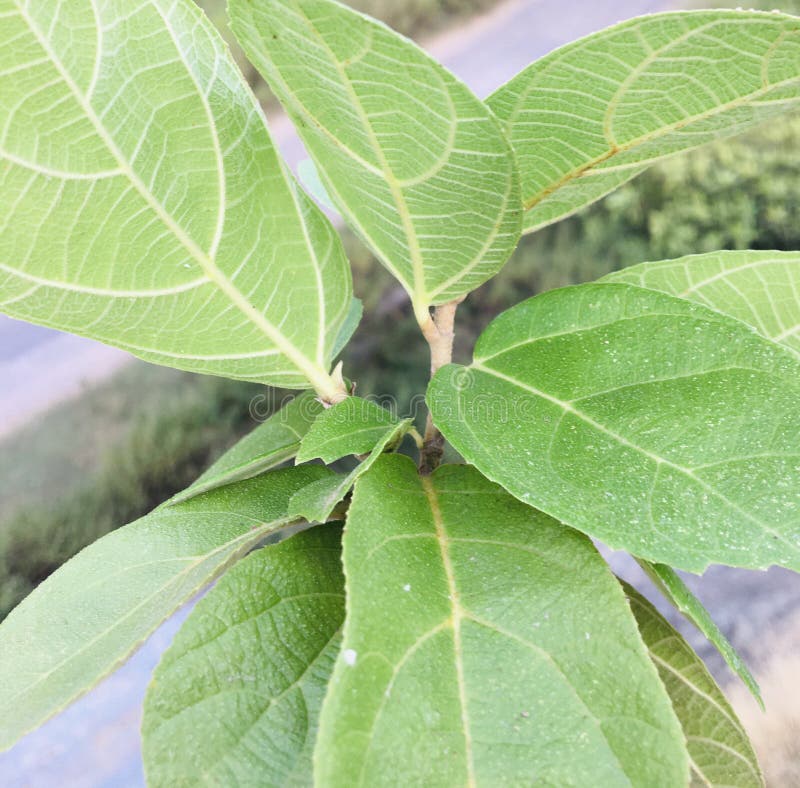 Green leaf Designing stock photo. Image of food, flower - 213869742