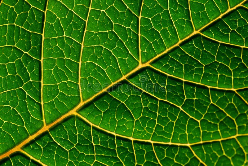 Green leaf detail stock photo. Image of element, design - 12694518