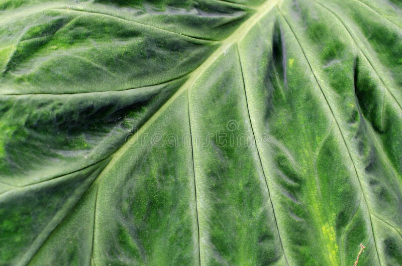 Green leaf detail stock image. Image of closeup, structure - 57255981