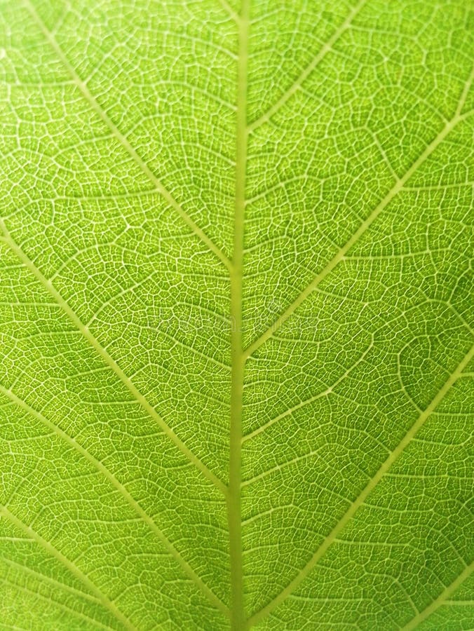 Leaf detail stock image. Image of nidus, garden, form - 2574241