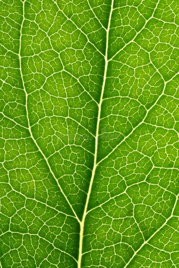Green leaf close up macro stock image. Image of plant - 248058291