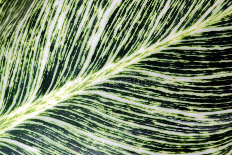 Green leaf details stock photo. Image of flower, abstract - 260153196