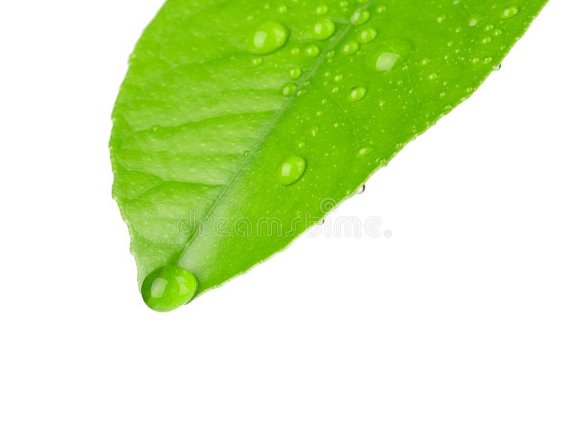 Green leaf with dew drops stock photo. Image of environment - 30548386