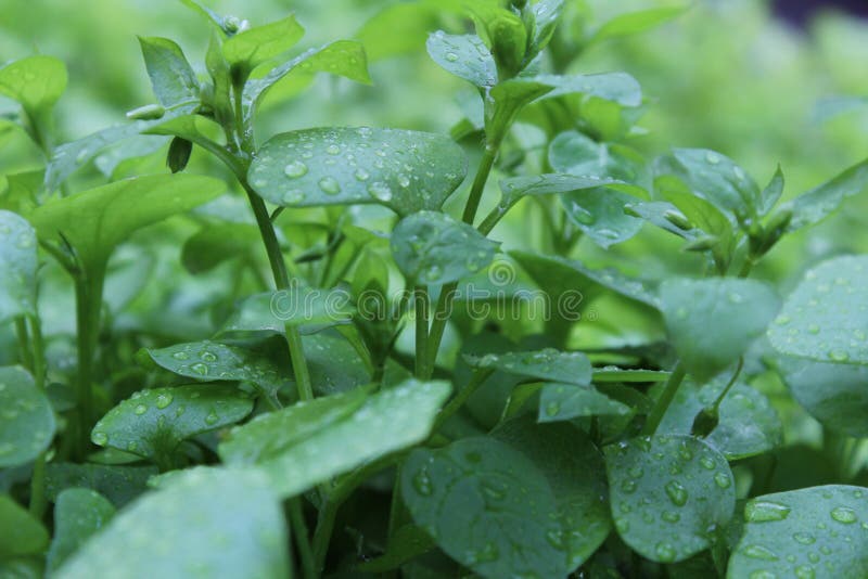 Dew on leaf stock photo. Image of colour, green, leaf - 136150464