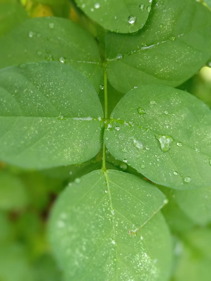 Ternate telang leaves stock photo. Image of flower, telang - 286011944