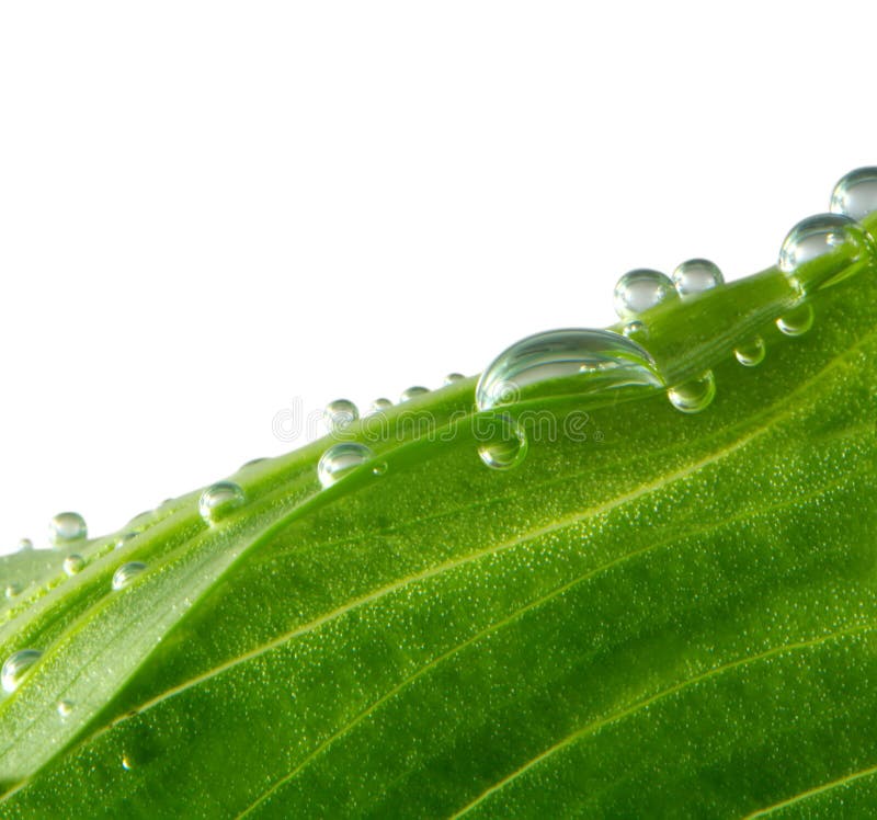 Healthy leaf stock photo. Image of water, droplets, botany - 3366786