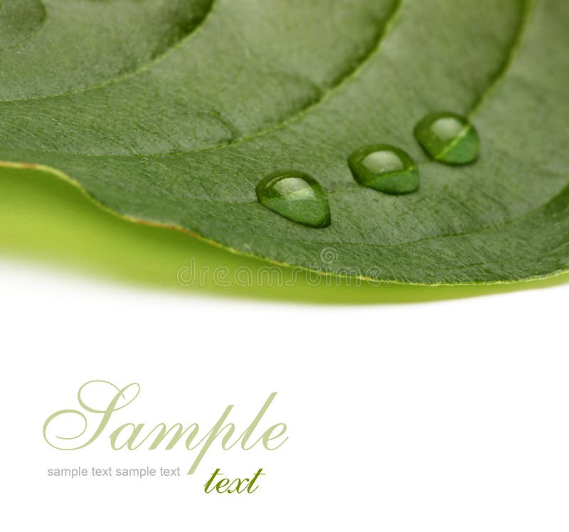 Green leaf with drops stock photo. Image of closeup, copyspace - 17946296