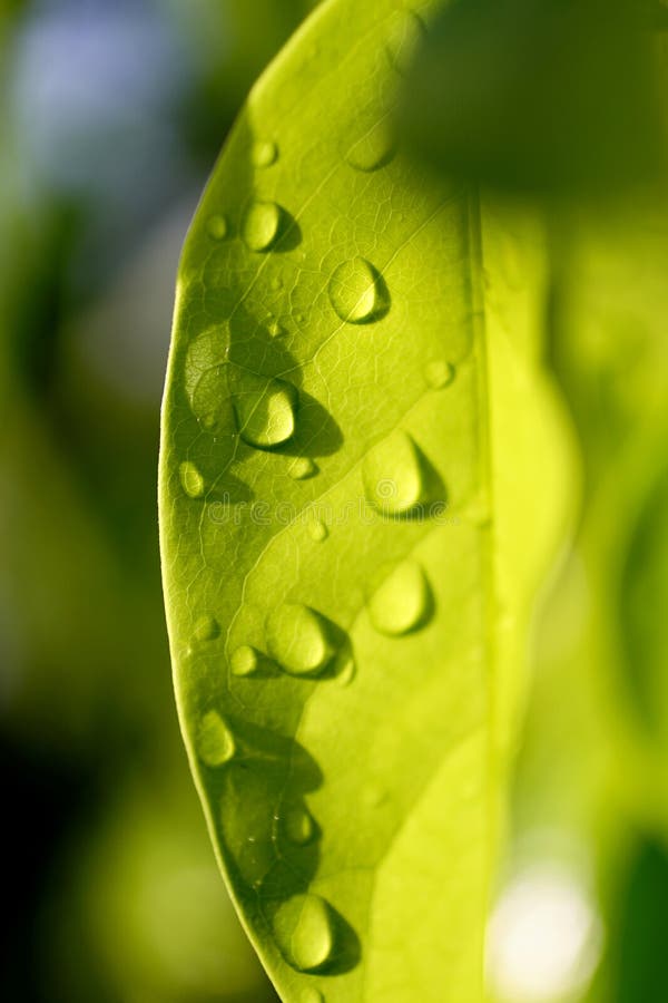 Green Leaf with Drops with Back Lit, Fresh Background Stock Image - Image of foliage, wallpaper ...