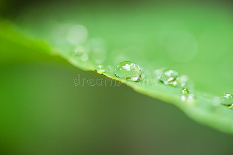 Green leaf with drops stock image. Image of droplet - 100918267