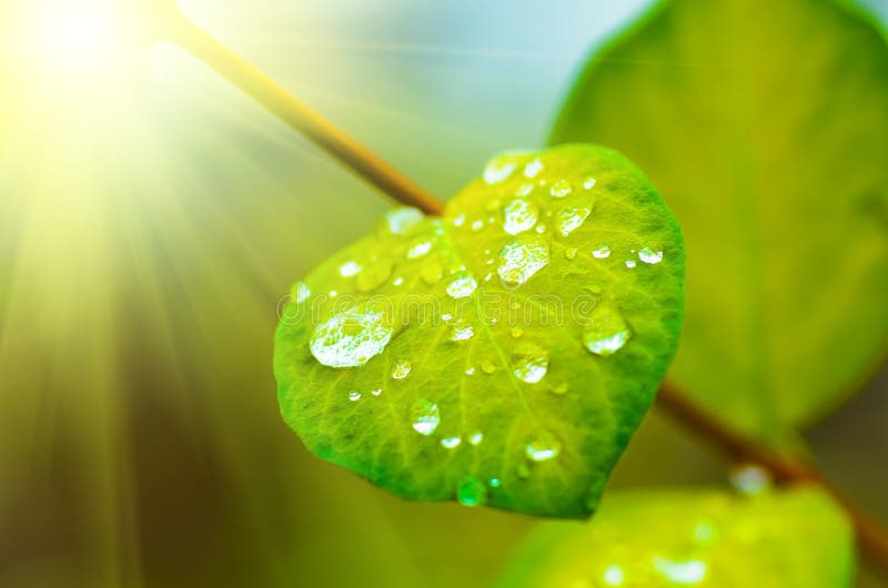 Green Leaf with Drops of Water Stock Photo - Image of closeup, droplets ...