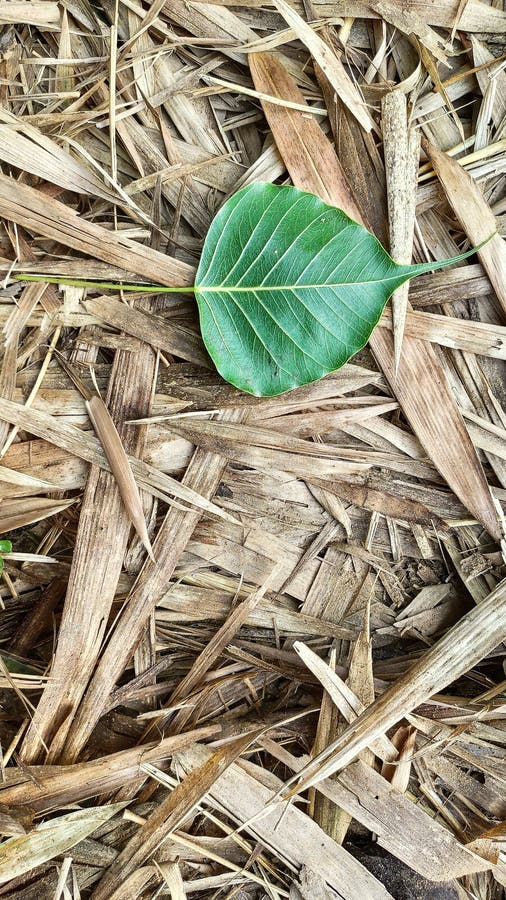 Green leaf on dry leaves stock photo. Image of meadow - 186549884
