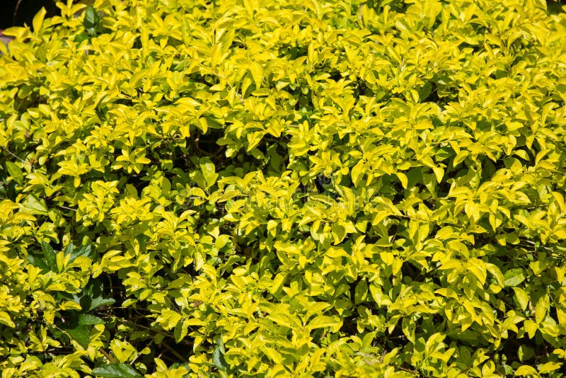 Green Leaf of Duranta Repens Tree Stock Photo - Image of repens, erecta ...