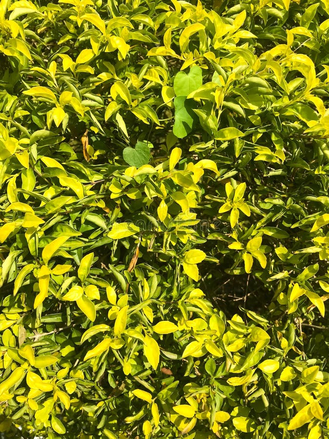 Green Leaf of Duranta Repens Tree Stock Photo - Image of floral, bright ...