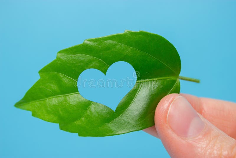 Green leaf. eco concept stock image. Image of life, ecology - 113379501