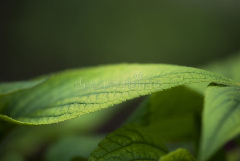 Green Leaf Edge Closeup Details Stock Photo - Image of background ...