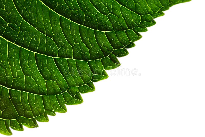 Green Leaf Edge Texture on White Background. Stock Photo - Image of ...