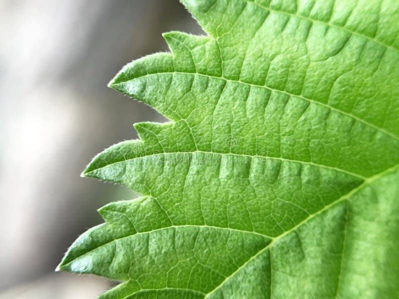 Green Leaf of Elm Tree Close Up Stock Image - Image of lush, organic ...