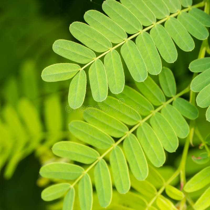 Even Pinnately Compound Leaves Background Stock Image - Image of ...