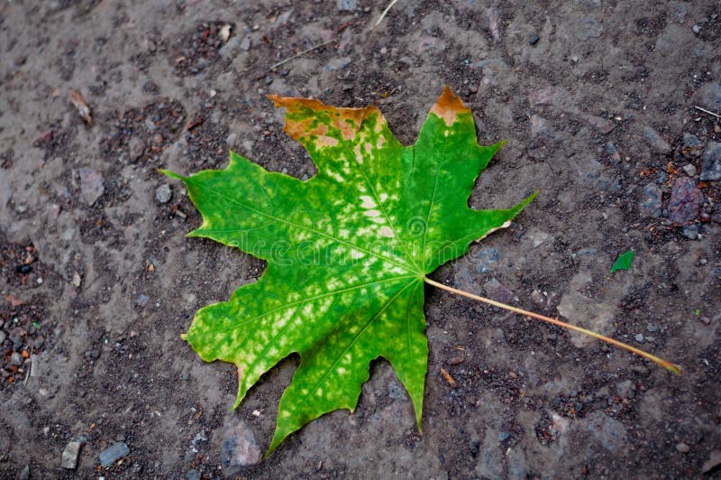 Green Leaf Fallen on the Ground Stock Photo - Image of colors, nature ...