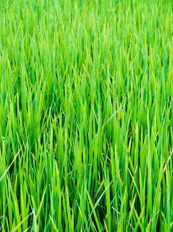 Green leaf of farm stock photo. Image of beautiful, farm - 25410854