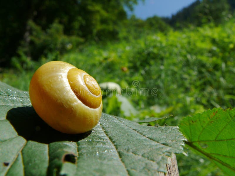 A snail with its snail stock image. Image of food, nature - 145789961