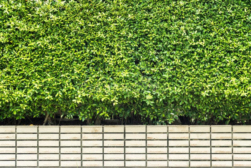 Ficus Microcarpa Hedge Stock Photos - Free & Royalty-Free Stock Photos ...