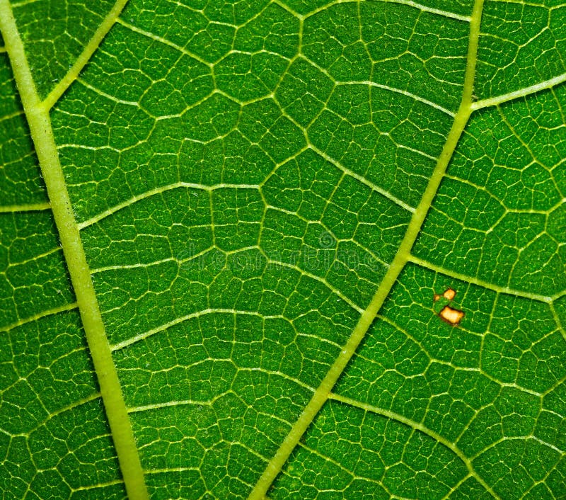 Green Leaf Line Nature Background Stock Photo - Image of design, life ...