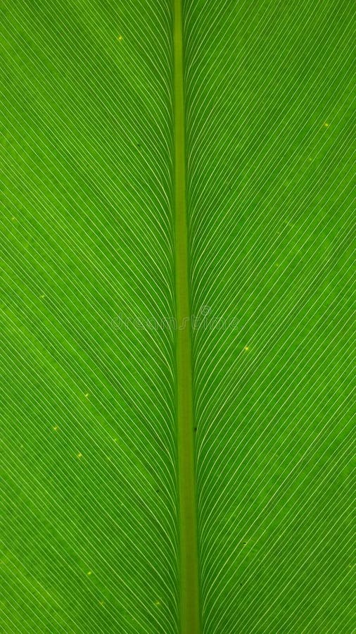 Green Leaf Fiber with Nice Texture Stock Photo - Image of texture, nice ...