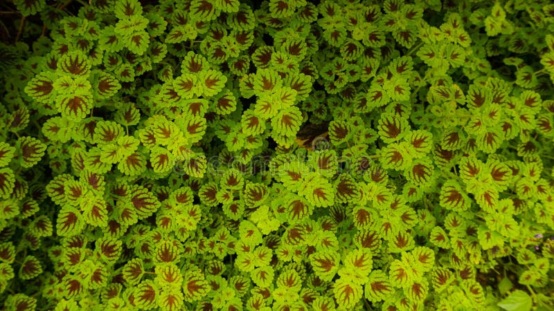 Green Leaf Fiber Pattern Patch Stock Image - Image of drawing, folk ...