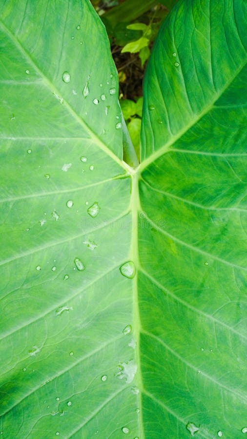 Green Leaf Fiber Pattern Patch Stock Image - Image of floral, leaf ...