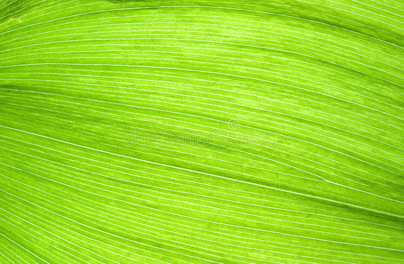 Green leaf fibres stock image. Image of detail, organic - 2449473