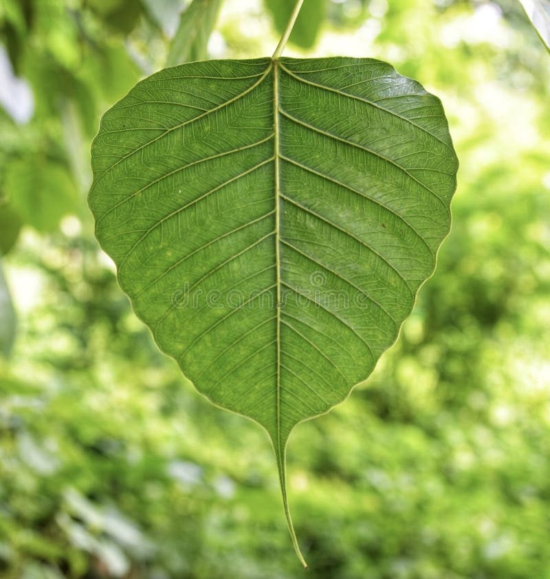 Green Leaf of Ficus Religiosa or Sacred Fig. Bodhi or Banyan Tree Green ...