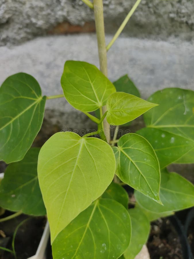 Green Leaf of Ficus Rumphii & X28;Ancak& X29; Stock Image - Image of ...