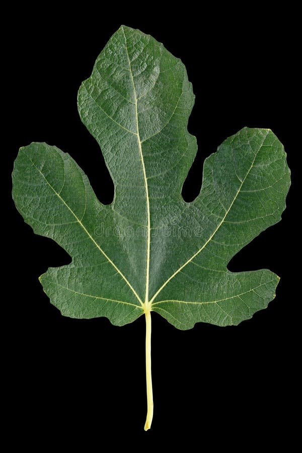 Fig Leaf, Leaf of Fig Tree. Metaphor of Concealing What May Be ...
