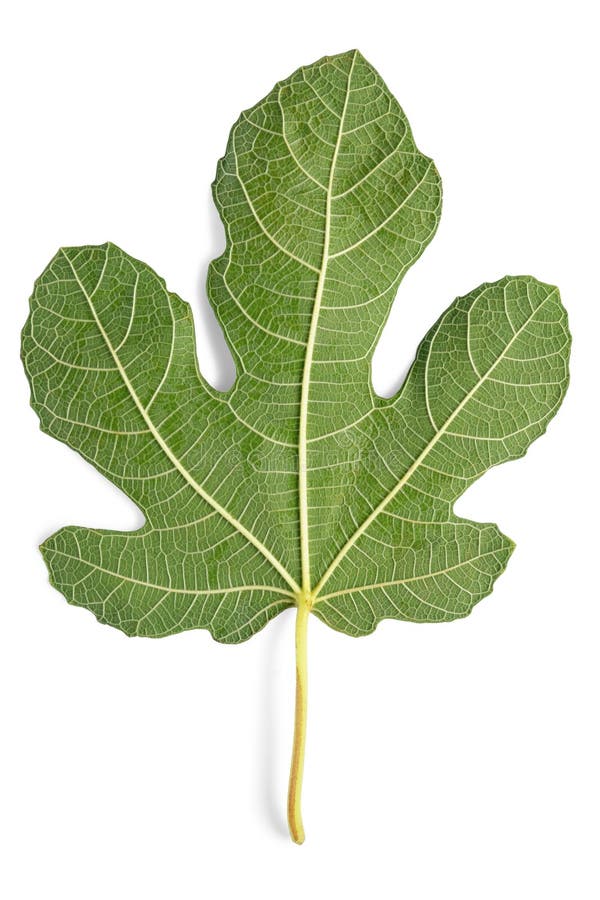 Fig Leaf, Leaf of Fig Tree. Metaphor of Concealing What May Be ...