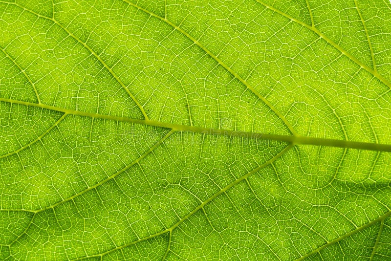 Green leaf stock photo. Image of background, leaf, limb - 68498260