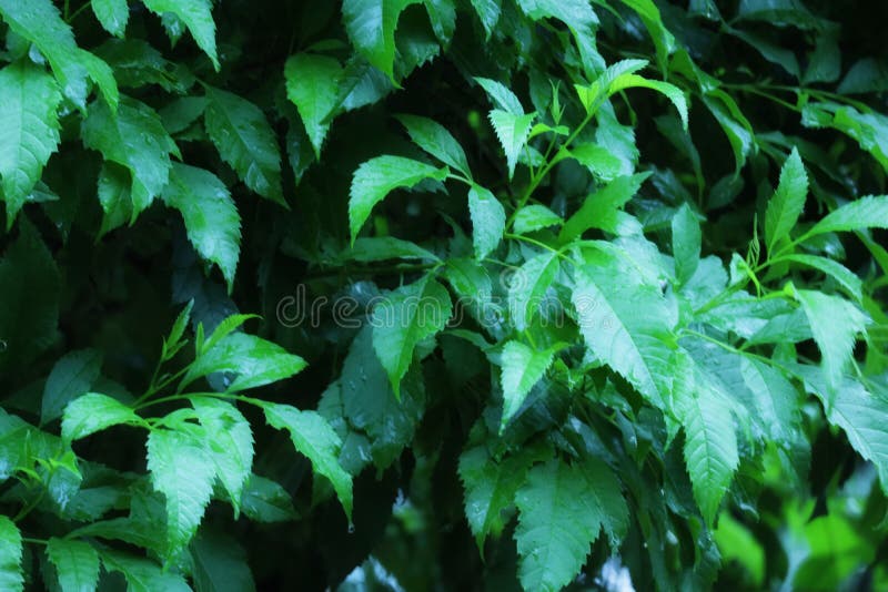 Green Leaf Filter Vintage Style Leaves Background in Tropical Forest ...
