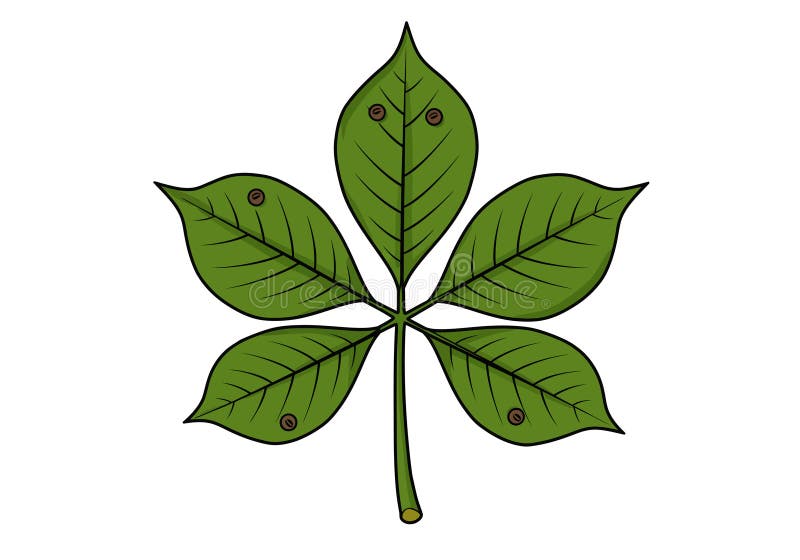 Buckeye leaf clip art. stock illustration. Illustration of simple ...