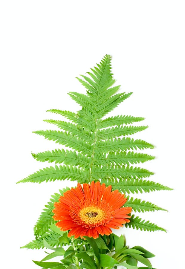 Green leaf and flower stock photo. Image of nature, glass - 7335664