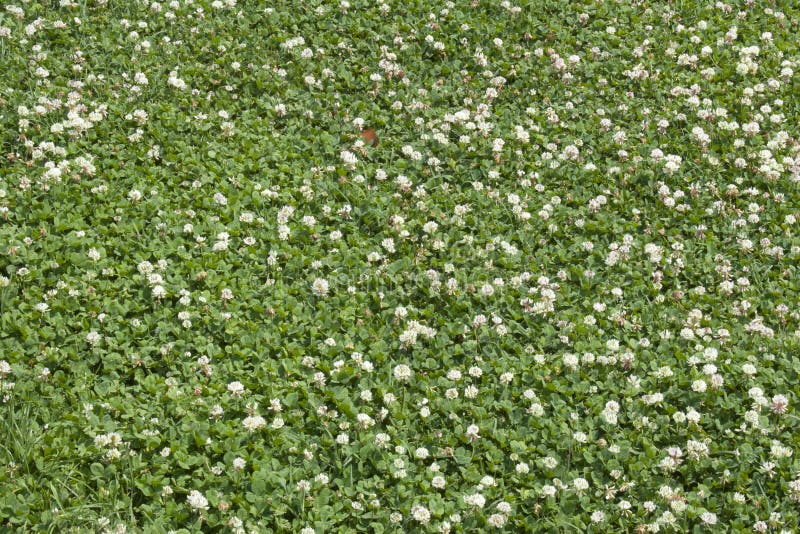 Green Leaf And Flower Background Stock Photo - Image of background ...