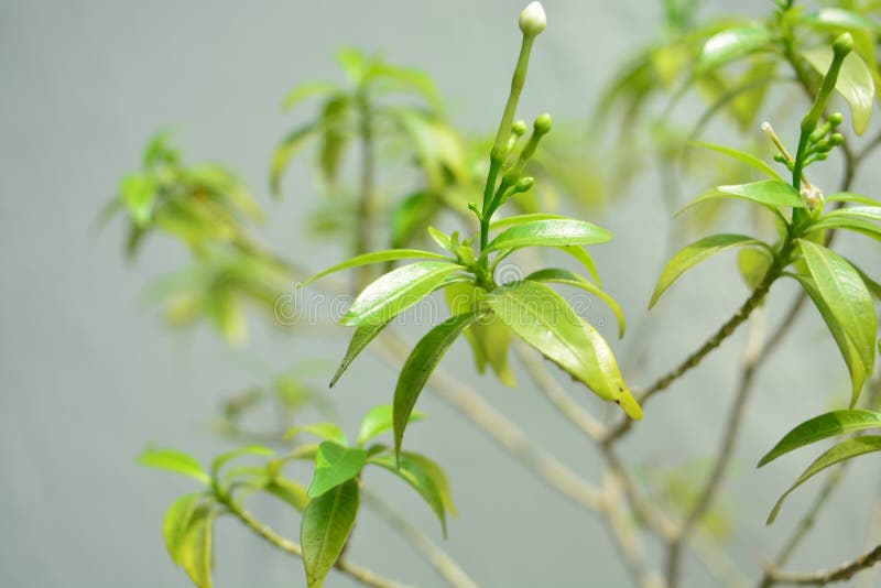 903 Book Cover Green Screen Stock Photos - Free & Royalty-Free Stock ...