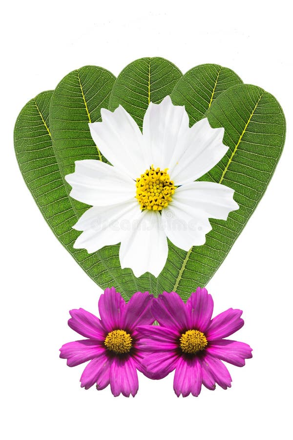 Green leaf flowers stock photo. Image of foliage, bright - 41083304