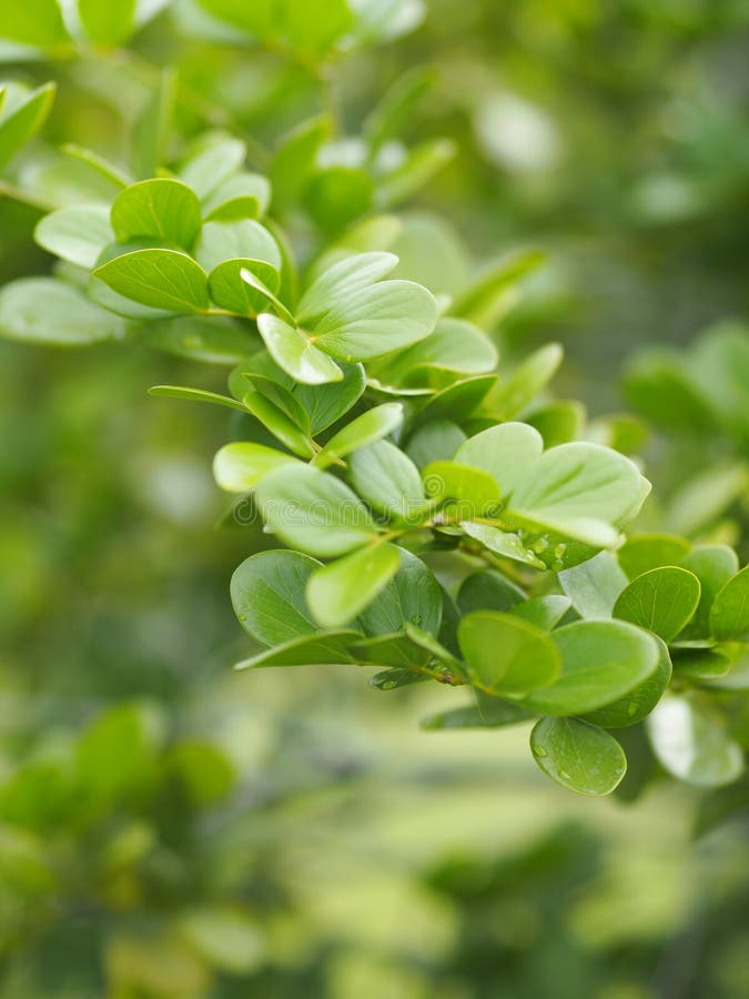 Green Leaf Foreground Blurred of Nature Background Space for Write ...