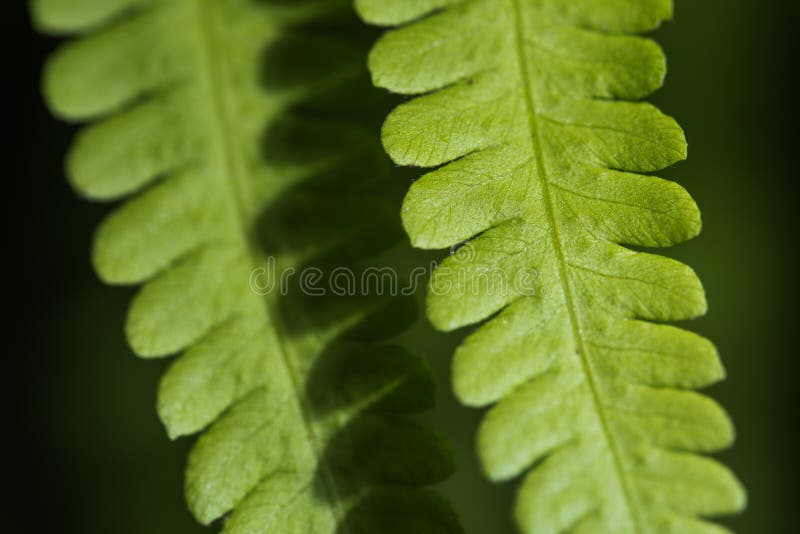 Green Leaf in Forest: Close Up Stock Photo - Image of closeup ...