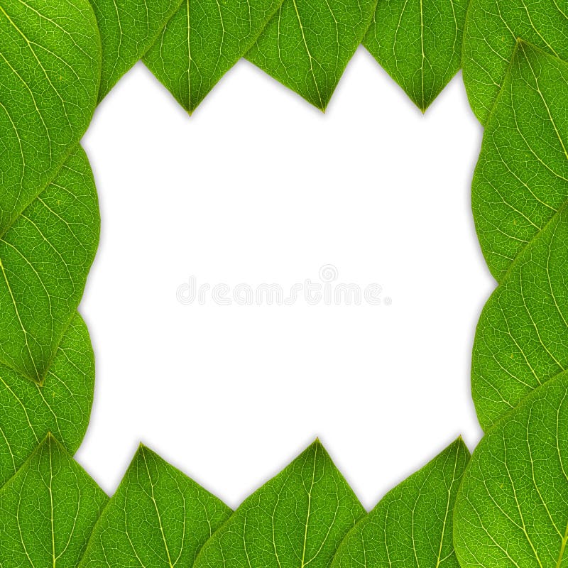 Leaf frame. stock image. Image of care, foliage, growing - 26061115