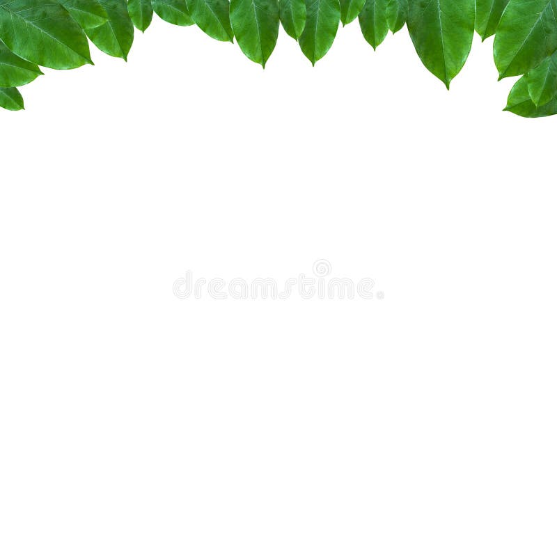 Leaf Frame Layout for Decoration Stock Photo - Image of tree, garden ...