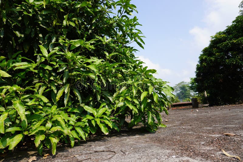 Green Leaf Frame. Mango Leaves. Wide Shot of Trees and Sky. Stock Photo ...