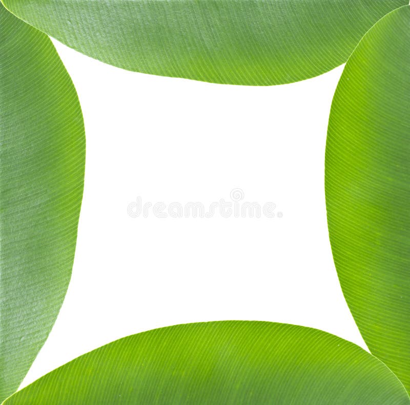 120 Leaf Parallel Venation Stock Photos - Free & Royalty-Free Stock ...